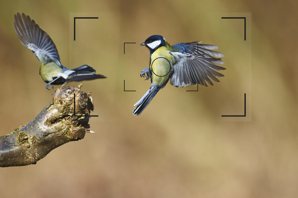 El papel de la IA en la observación de aves | IA4birds